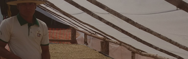 Café en Proceso Lavado | COFFEE BAYOZ