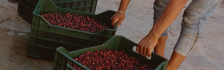 Café en Proceso Natural | COFFEE BAYOZ